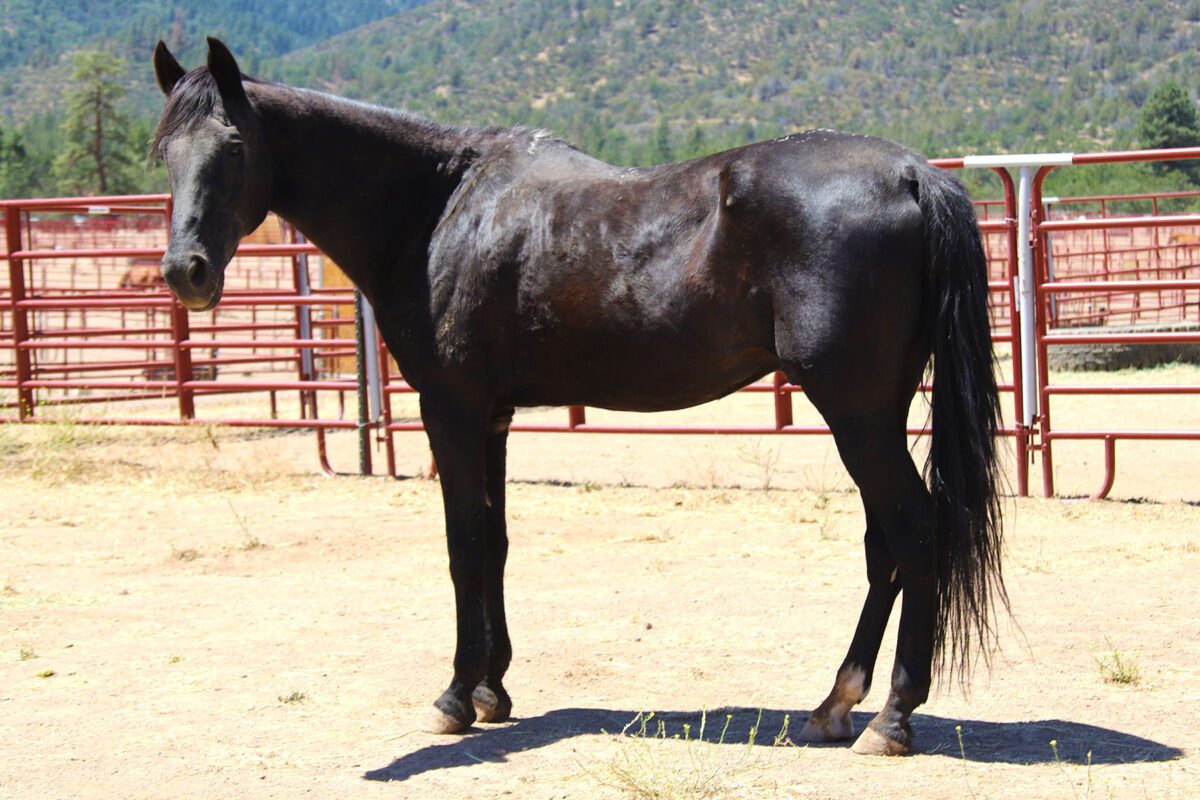 Our Ancient Ones - Humanity for Horses