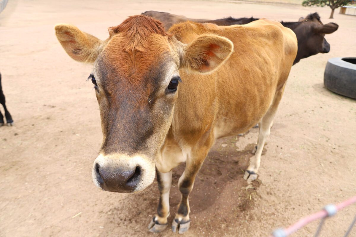 COWS - Humanity for Horses